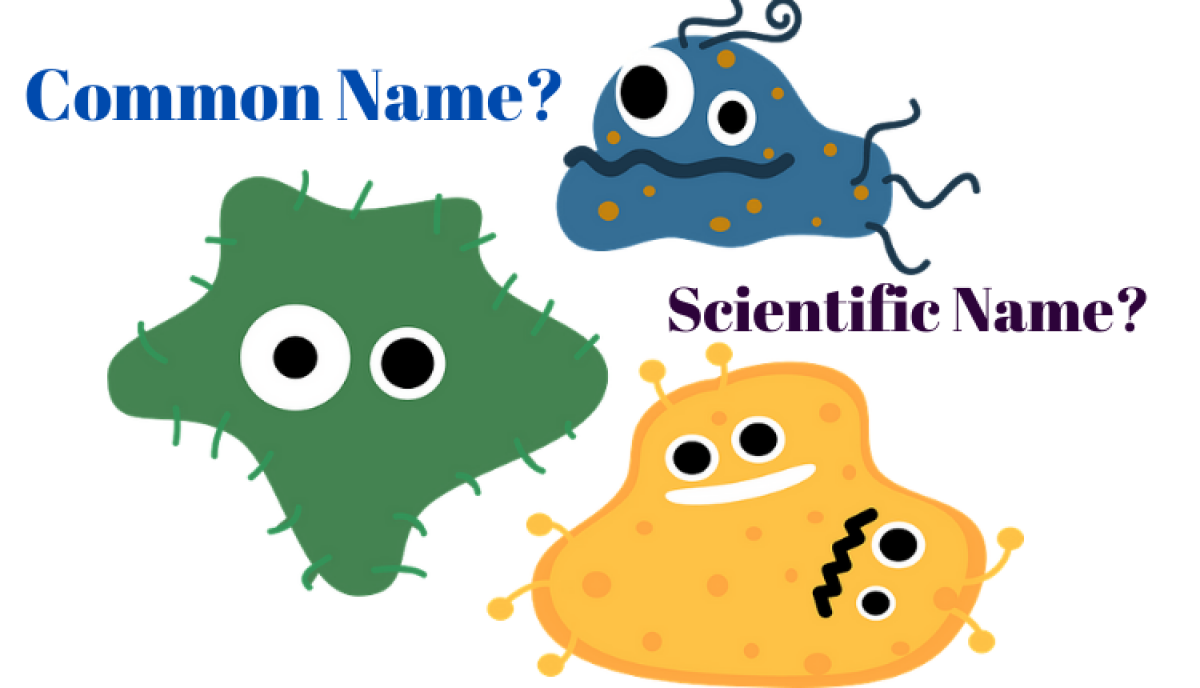 Bacteria Pictures With Names